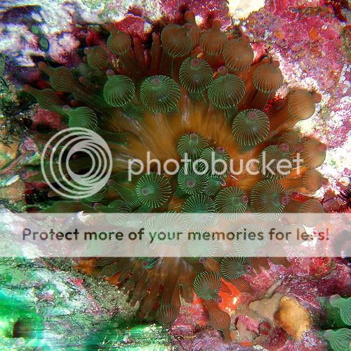 Clown Fish Host Anemones | MonsterFishKeepers.com