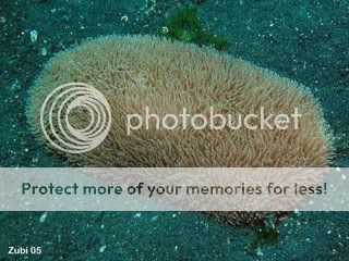 SPS/LPS Hard Corals 101 (With Pictures!) | MonsterFishKeepers.com