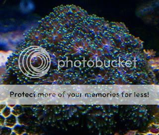 SPS/LPS Hard Corals 101 (With Pictures!) | MonsterFishKeepers.com