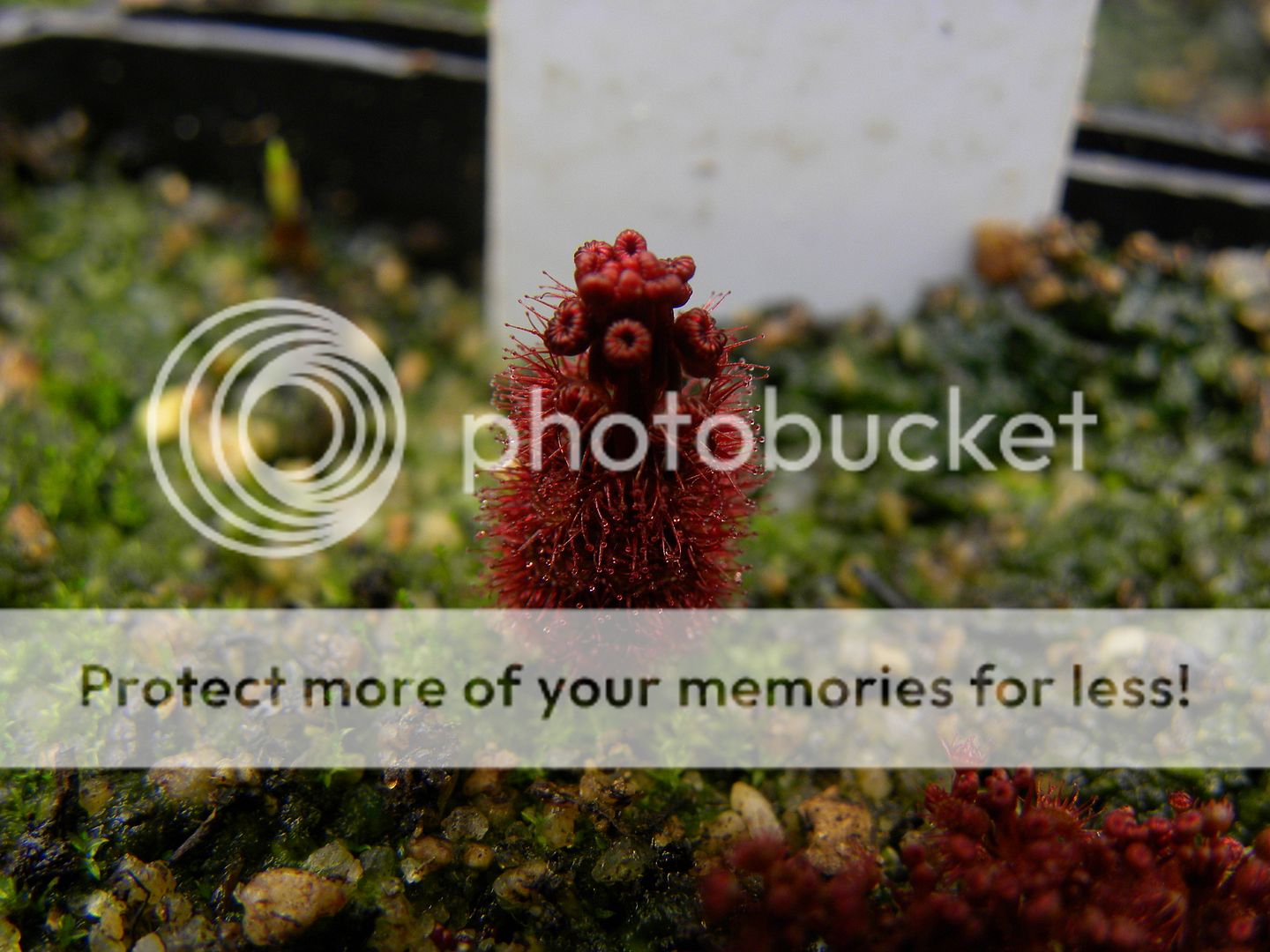 My photo thread. | Page 40 | TerraForums Venus Flytrap, Nepenthes ...