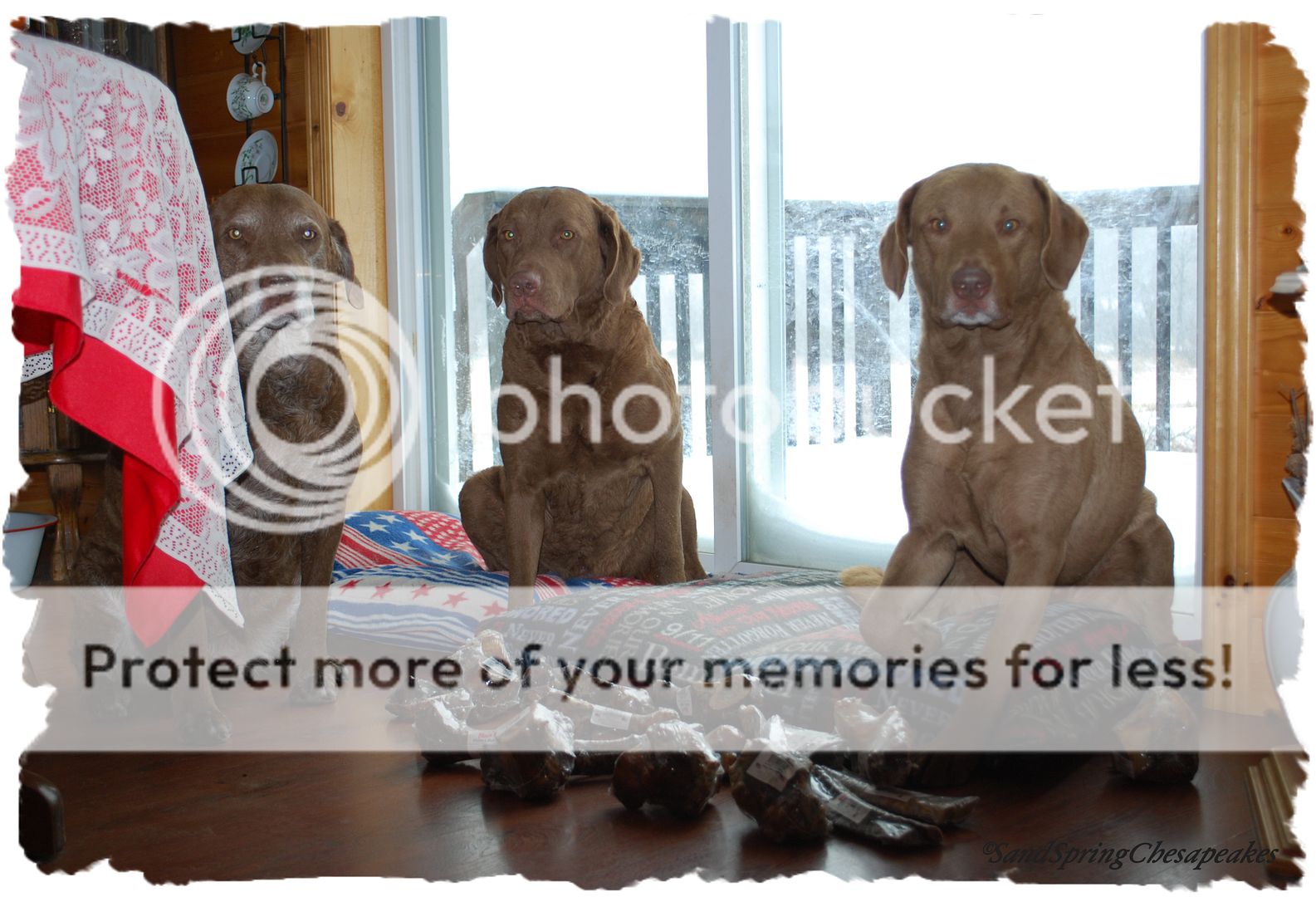 Tasty Tuesday~Jones Natural Chews Mother Load | Sand Spring Chesapeakes