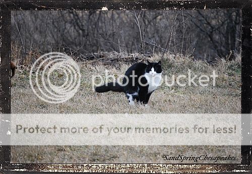 Monday Mischief with a Scoop That Poop Day – Sand Spring Chesapeakes