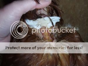 big wound in chicken neck**warning gross pic | BackYard Chickens ...