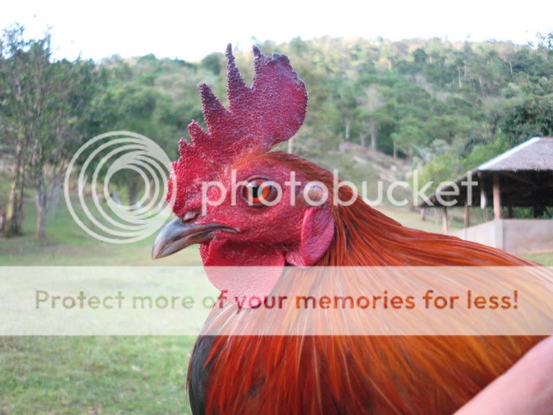 Mapuche/South American Crested/ Nikkei/Kiri Kiri | Page 2 | BackYard ...